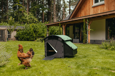 Poulailler The House - idéal pour les poussins et grandes races de poules